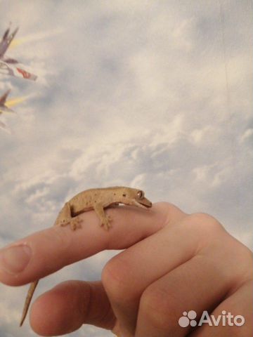 Геккон бананоед
