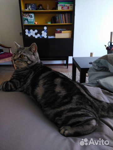 Вязка с кошечкой