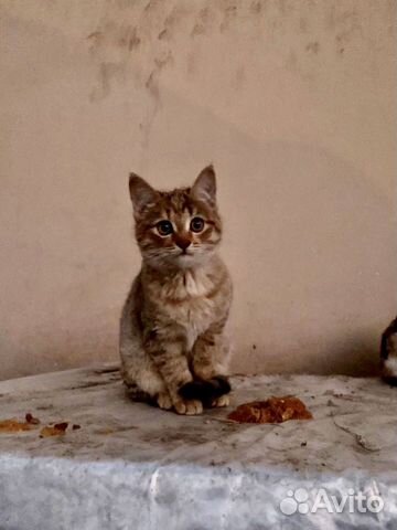 Котята Кузя и Счастье в добрые руки на удачу)