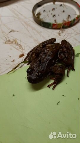 Лягушки кормовые