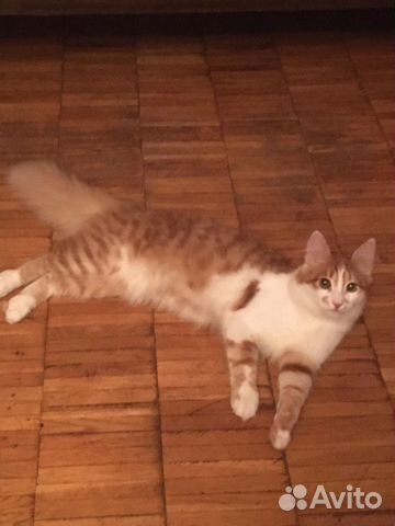 Рыжик котёнок мальчик 6 месяцев