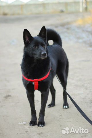 Метис лайки в дар