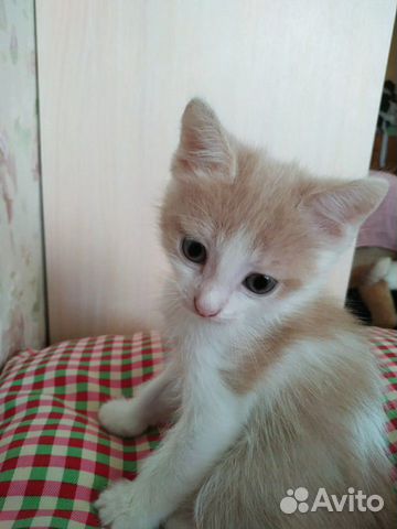 Котята