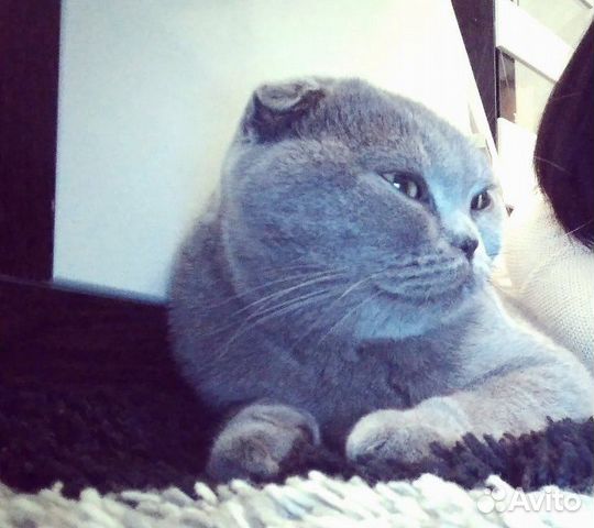 Ищем котика для вязки