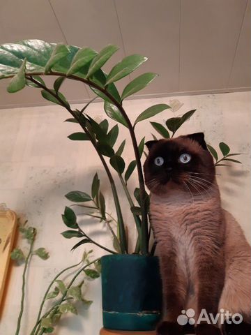 Вязка тайский (сиамский) кот