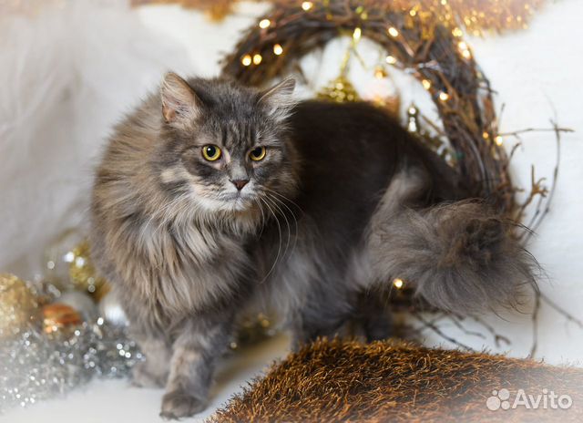 Шикарная голубая Сибирячка в дар