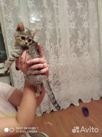 Кошки, коты