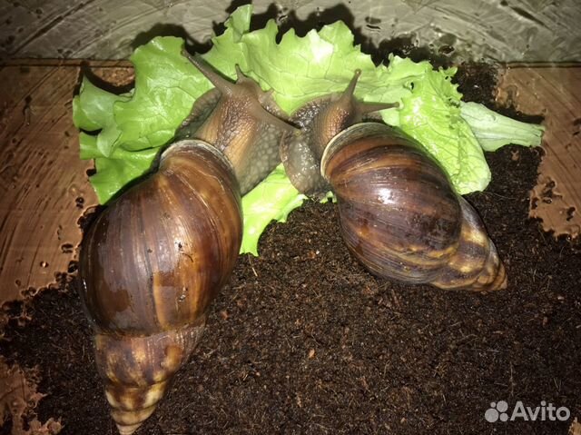 Улитки Ахатины