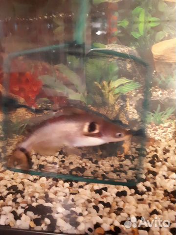 Сом Павлиний глаз