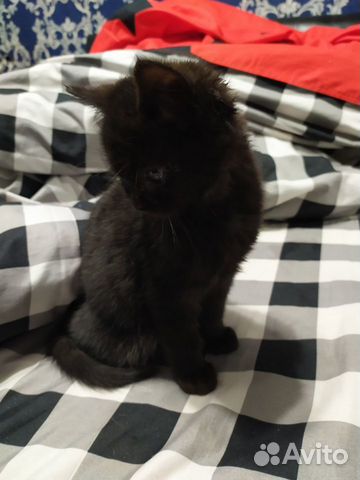 Отдам котенка