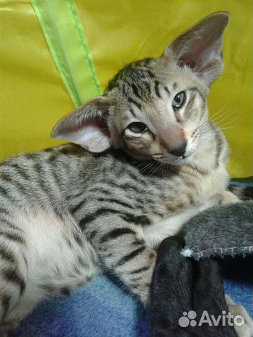 Ориентальный котенок