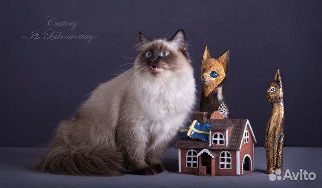 Невская Маскарадная кошечка