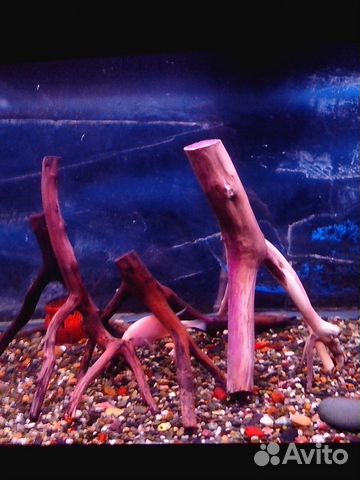 Коряги, птерегоплихт