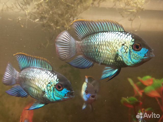 Нанокары Блю Неон