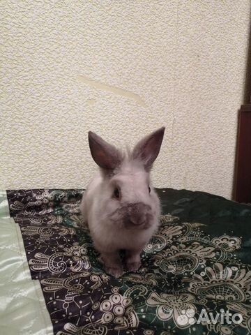 Декоративный крольченок