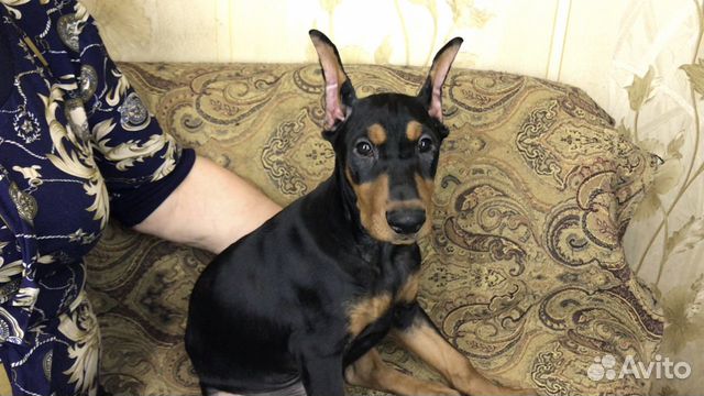 Щенок немецкого пинчера