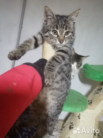 Котик в добрые руки