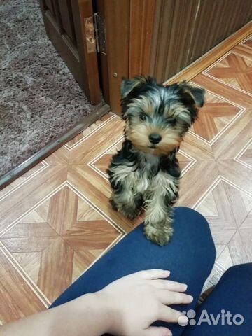 Еркширский терьер девочка