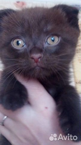 Вислоухие котята