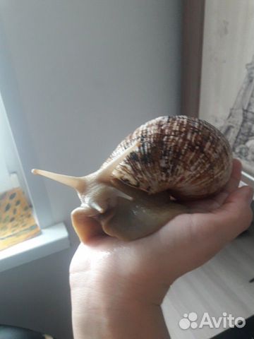 Улитка Ахатина Ретикулят Альбино