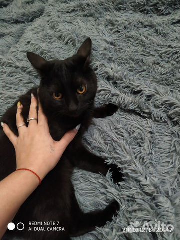 Помогите пристроить котика