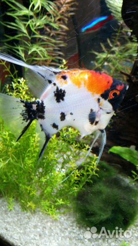 Скалярии: мальчик и девочка 2 года