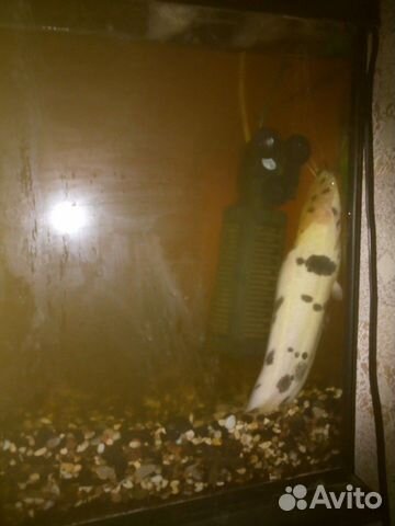 Клариевый сом см 30