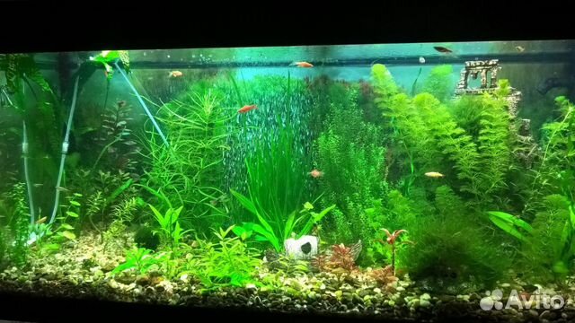 Растения и рыбки для аквариума