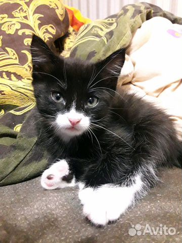 Котик