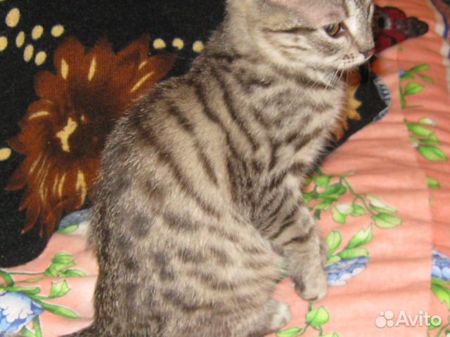 Добрая игривая кошечка, 6 месяцев
