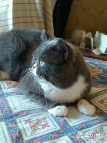 Кот 12 лет метиз