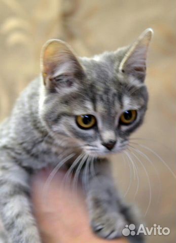 Очень ласковая девочка,похожа на шотландку