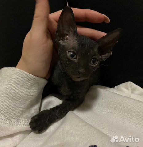 Донской сфинкс браш