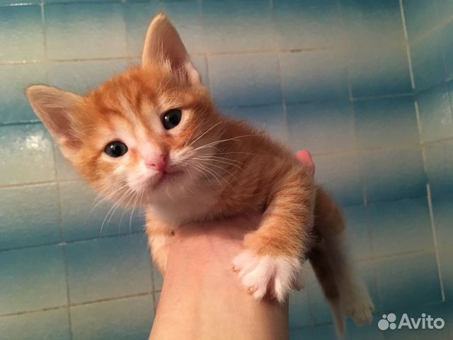 Милейшие котята, 2мес
