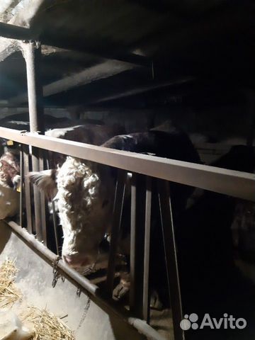 Продажа быков