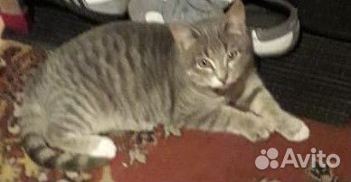 Отдам котенка в добрые руки