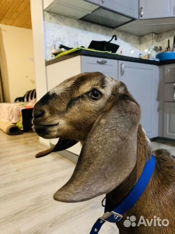 Коза нубийская