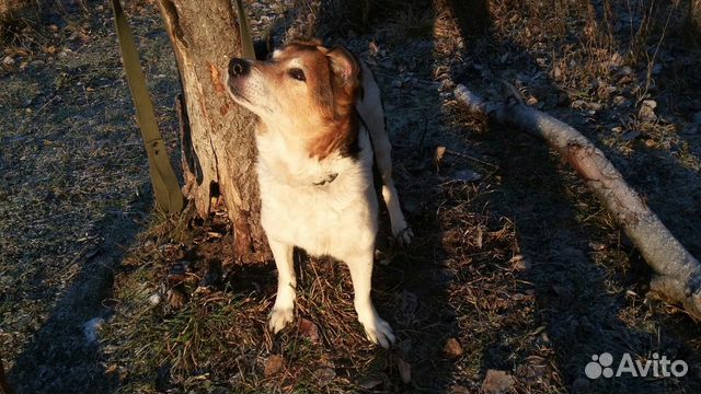 Ника-Джульета. Небольшая собака. Бесплатная