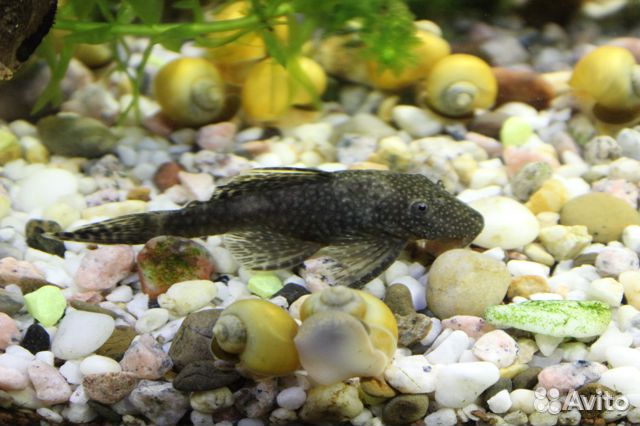 Мальки анцитрусов