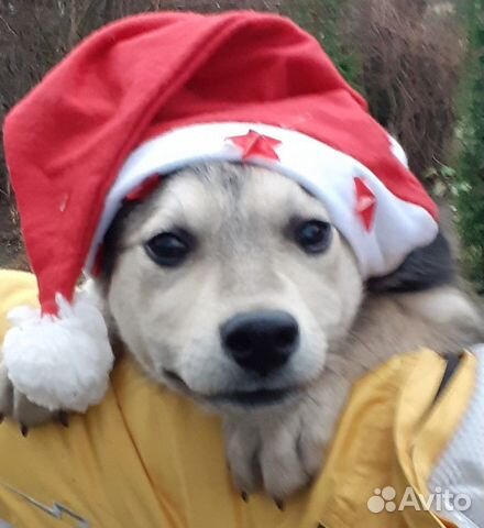 Марселька в добрые руки