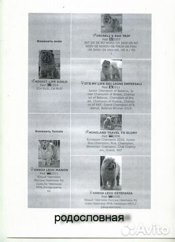 Чау Чау щенки 5 месяцев