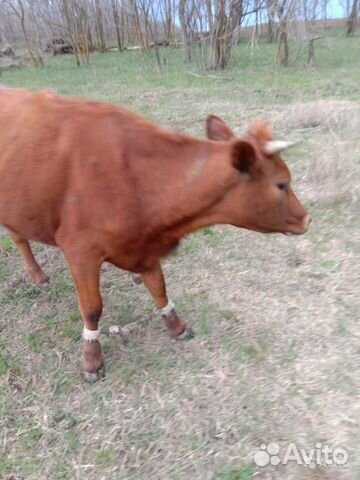 Тёлка, полтора года