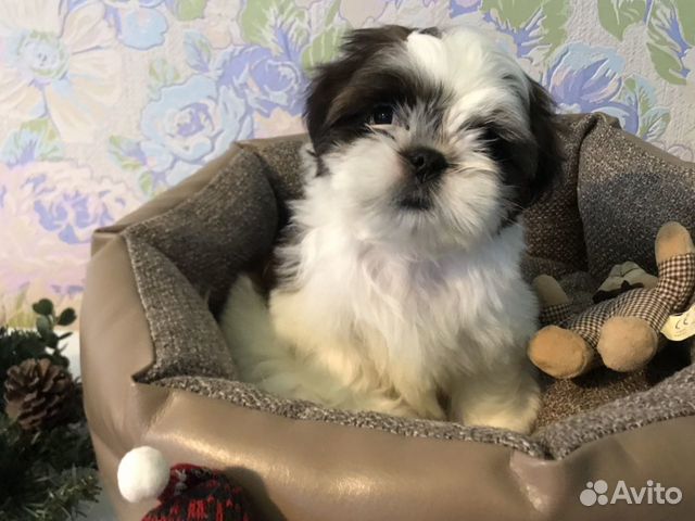 Ши-тцу с документами РКФ