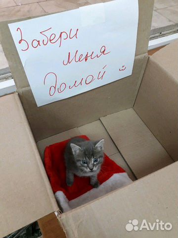 Новогодний котёнок