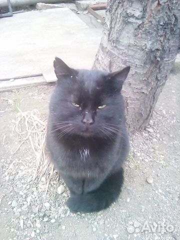 Котик крысолов