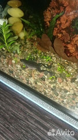 Лягушка карликовая водная (Hymenochirus boettgeri)
