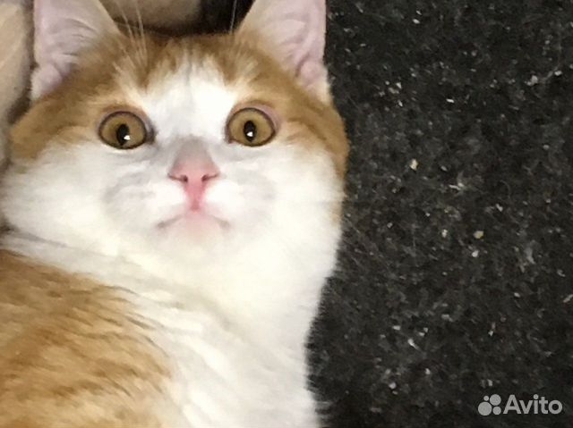 Отдам кота в добрые руки