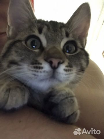 Котенок «Пиксель»