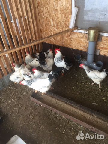 Куры, питухи