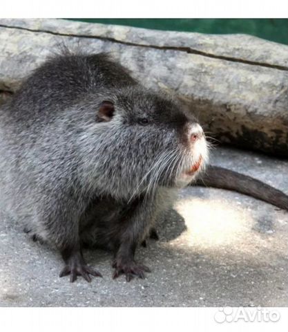 Нутрии серебро